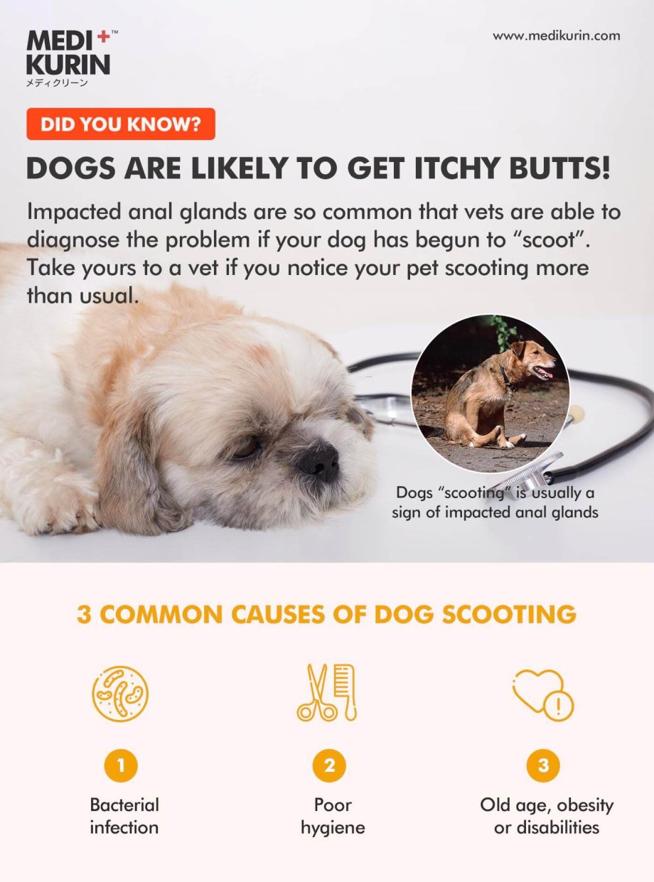 5 Things Owners Need to Know about Pet Hygiene | MEDI+KURIN