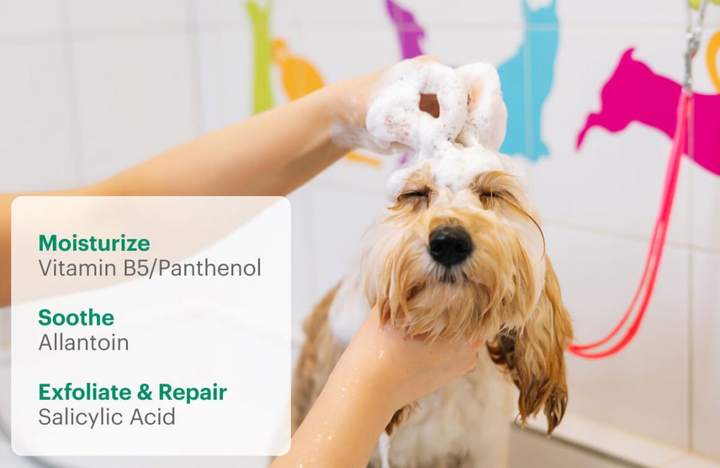 PettoGard Flea & Tick Foam Shampoo for Dogs & Cats