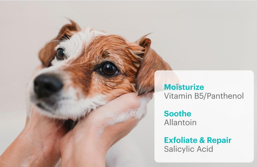 PettoGard Hypoallergenic Foam Shampoo for Dogs & Cats