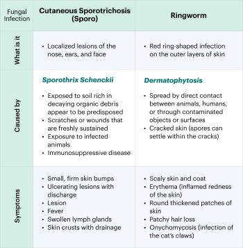 Fungal Infections in Cats: Tips for Prevention & Treatment | MEDIKURIN